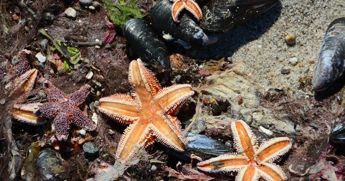 Ostsee: Seesterne und Krabben bewohnen Weltkriegsmunition